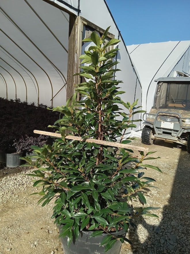 plants_details - Adcock’s Nursery