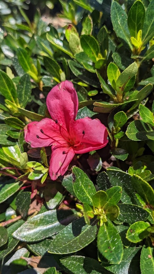plants_details - Adcock’s Nursery