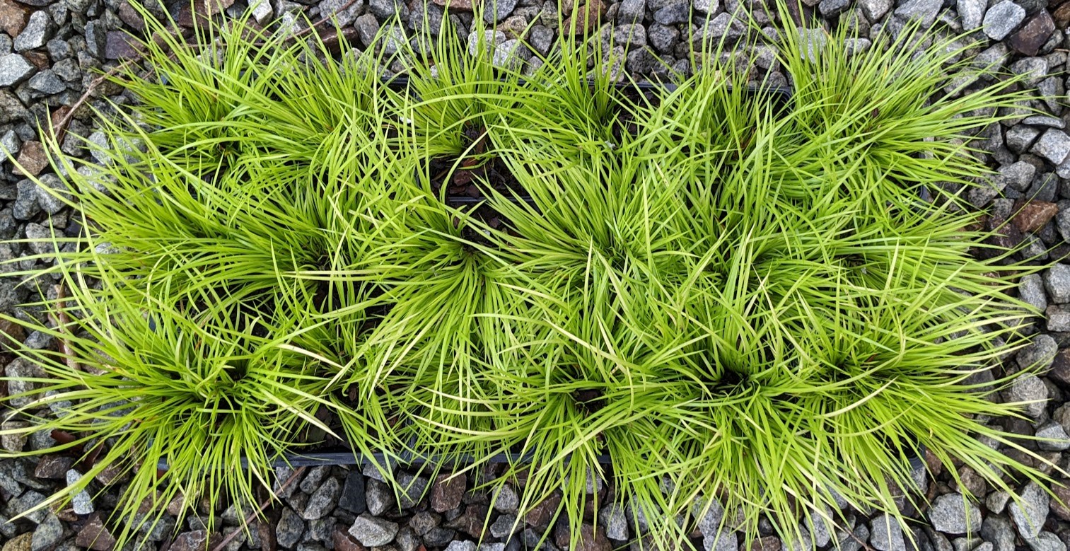 Search Results - Adcock’s Nursery