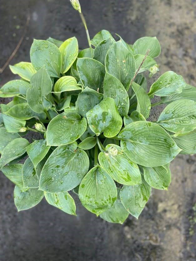 plants_details - Adcock’s Nursery